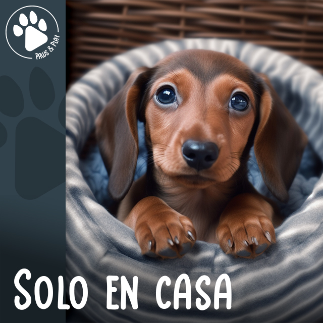 Solo en casa🏡 Mantén a tu perro relajado y ocupado mientras está solo ...